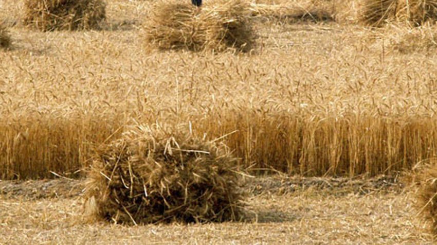 Pakistan becomes 5th largest country in sesame production - Abb Takk News